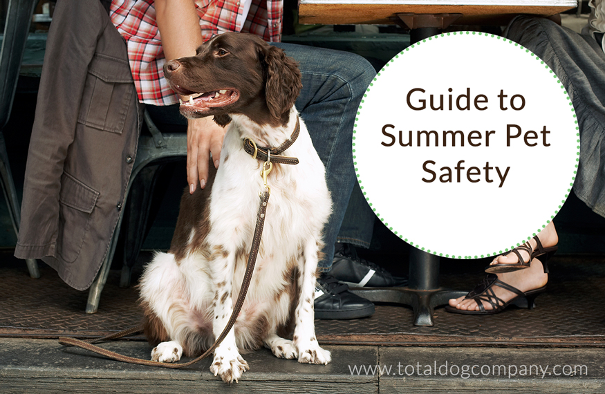 Summer Pet Safety & Preventing Heat Related Injuries - Total Dog Company
